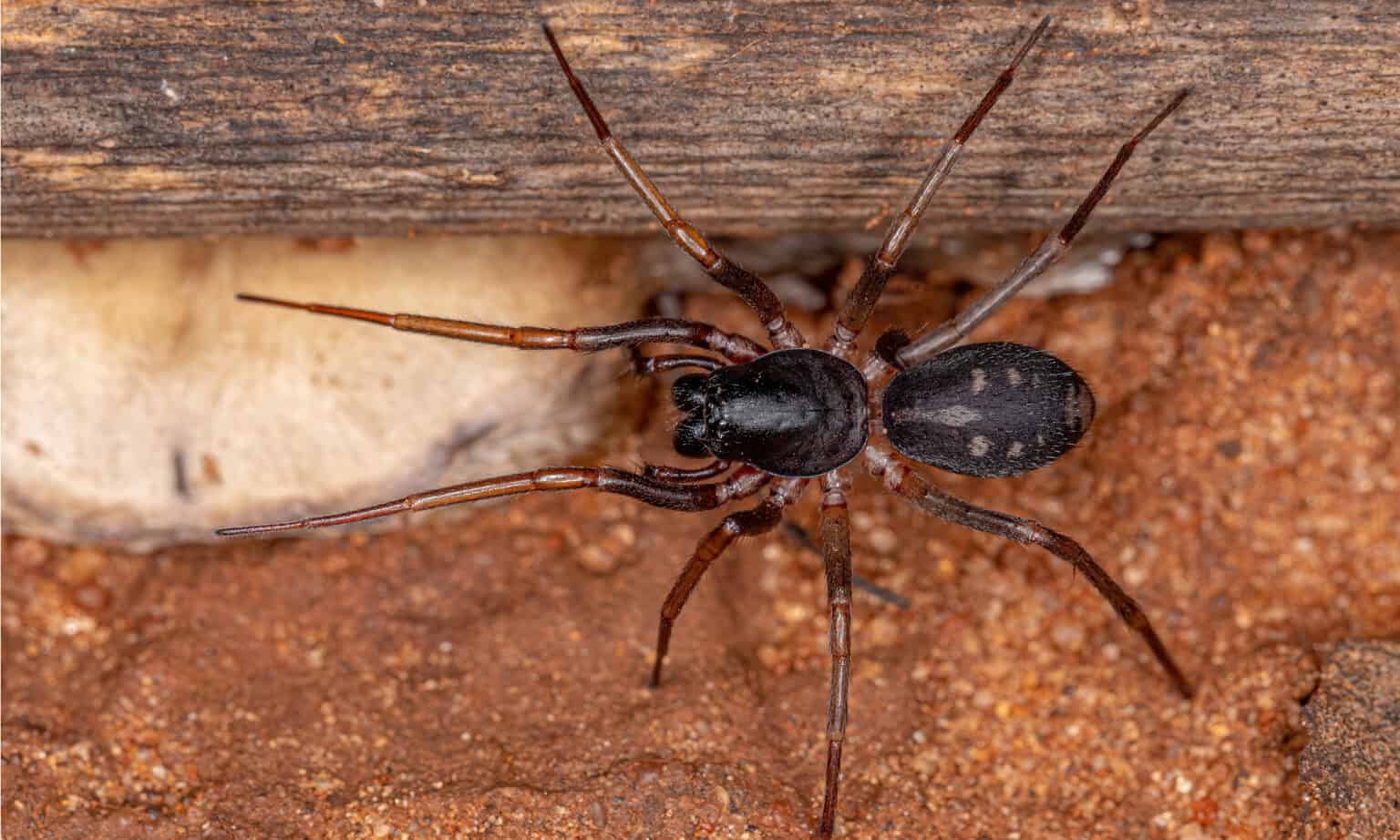 10 Spiders in Oregon - A-Z Animals