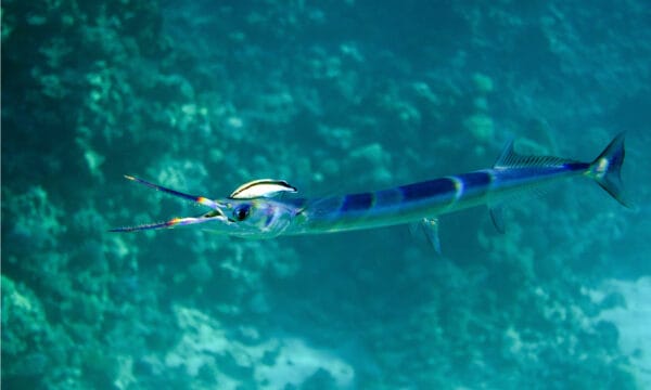 Needlefish Animal Facts - Belonidae - A-Z Animals