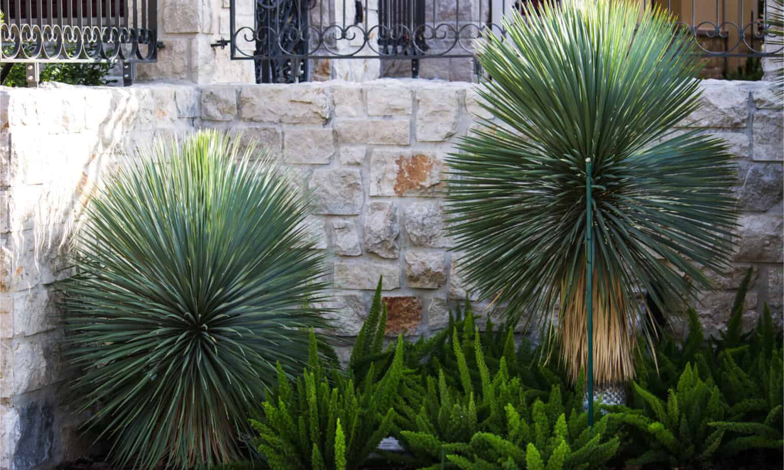 Dracaena vs. Yucca: What's the Difference? - A-Z Animals