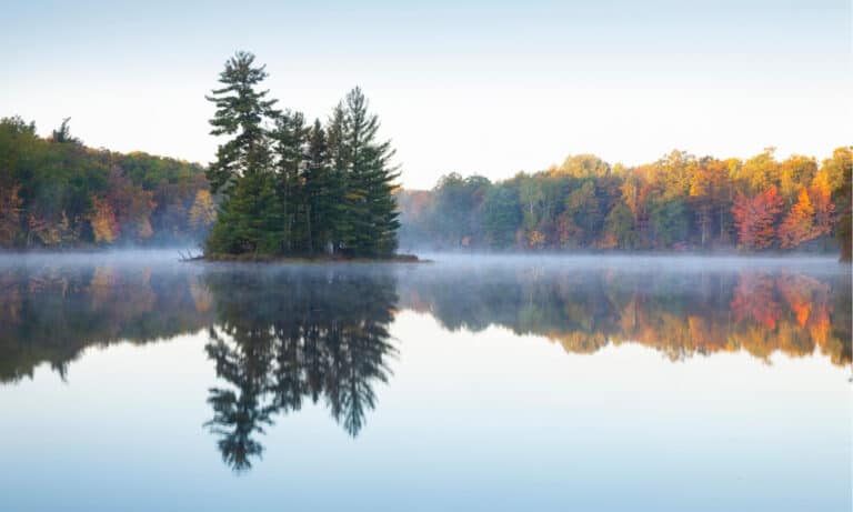 The 10 Most Iconic Trees Native to Minnesota - A-Z Animals