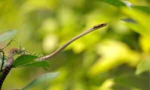 Flying Snakes: How Many Types Are There & Where Do They Live? - A-Z Animals