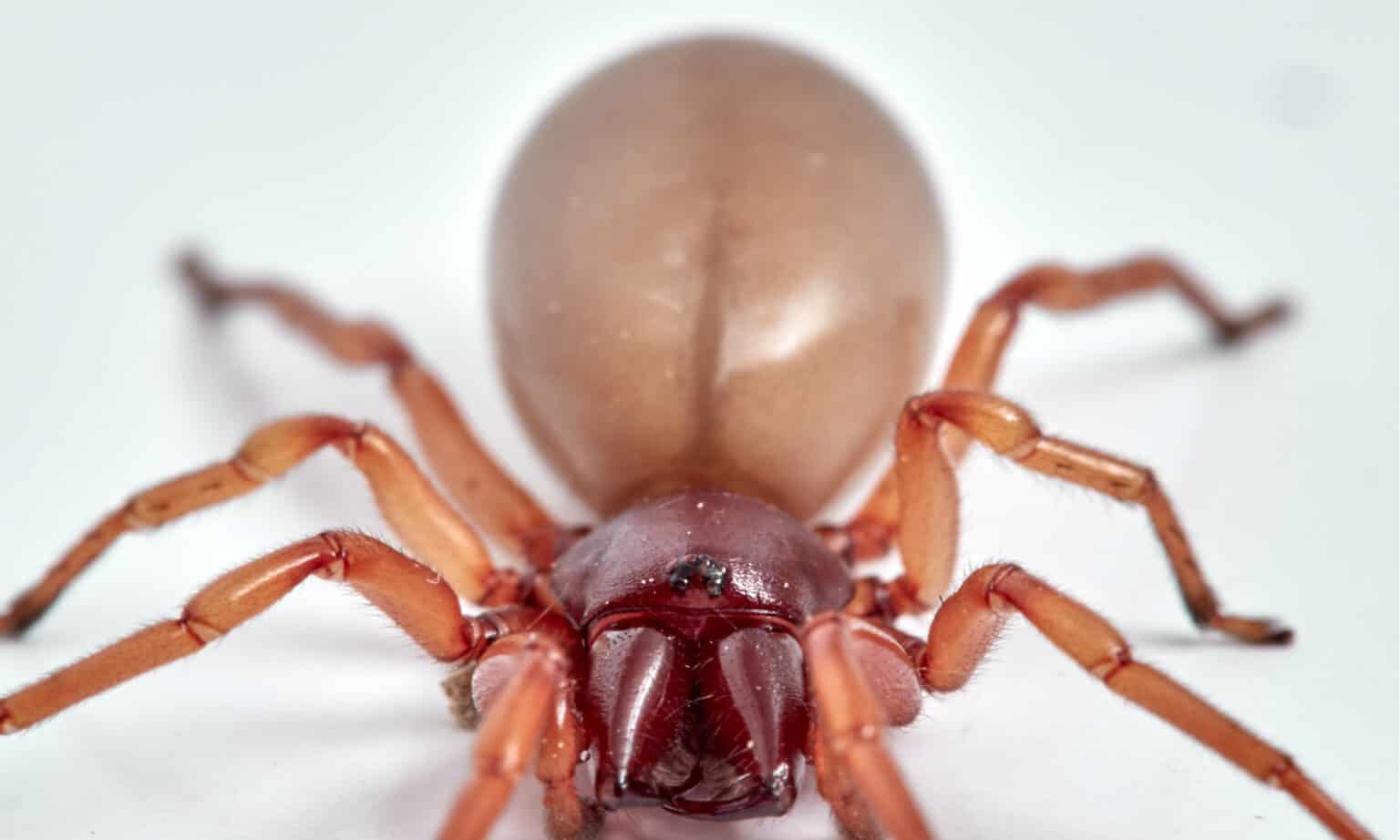Discover 5 Brown Spiders in Colorado - A-Z Animals