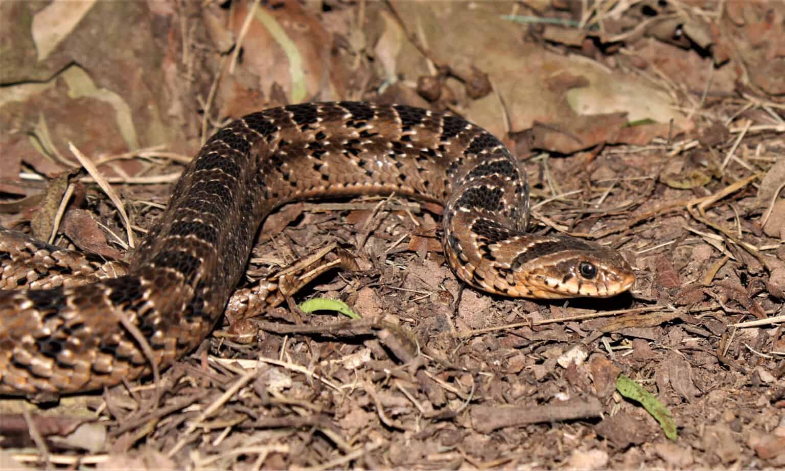 Night Adder Animal Facts - A-Z Animals