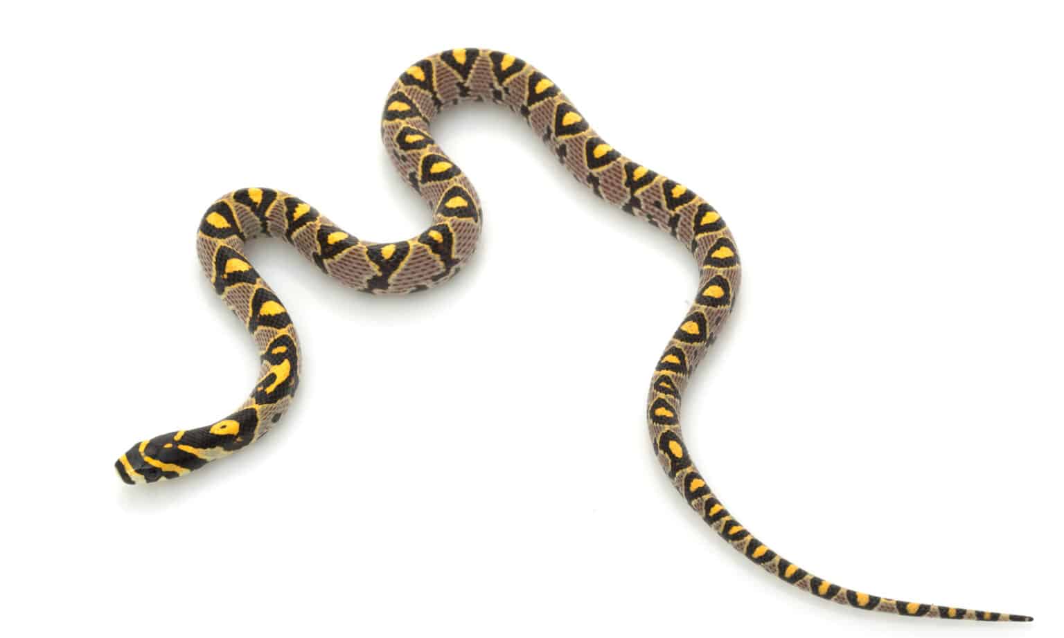 Mandarin Rat Snake Animal Facts - Euprepiophis mandarinus - A-Z Animals