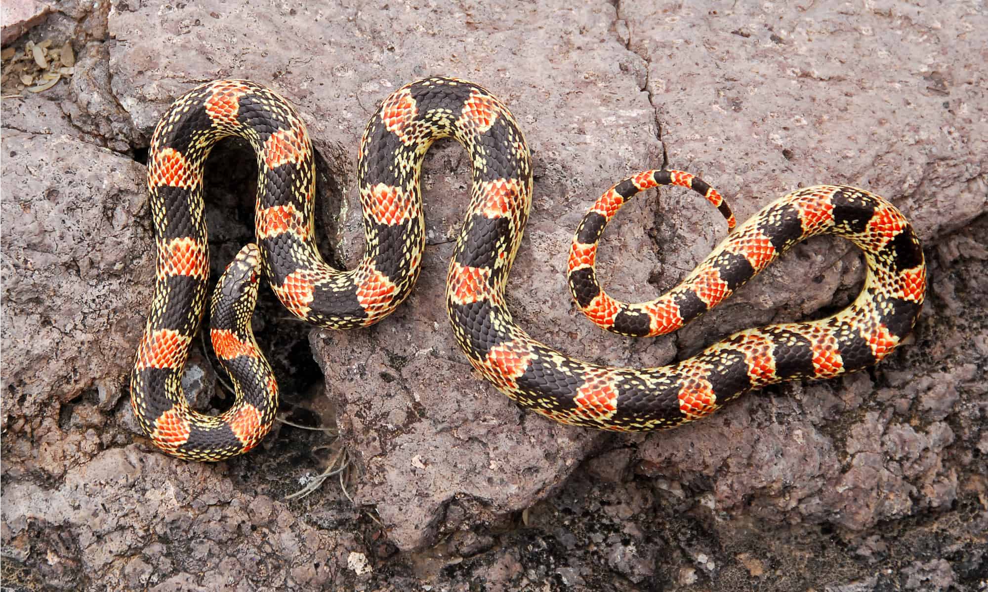 Arizona Garden Snakes: Identifying the Most Common Snakes in Your ...