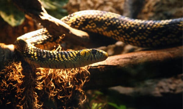 Red-Eyed Tree Frog Animal Facts - Agalychnis callidryas - A-Z Animals