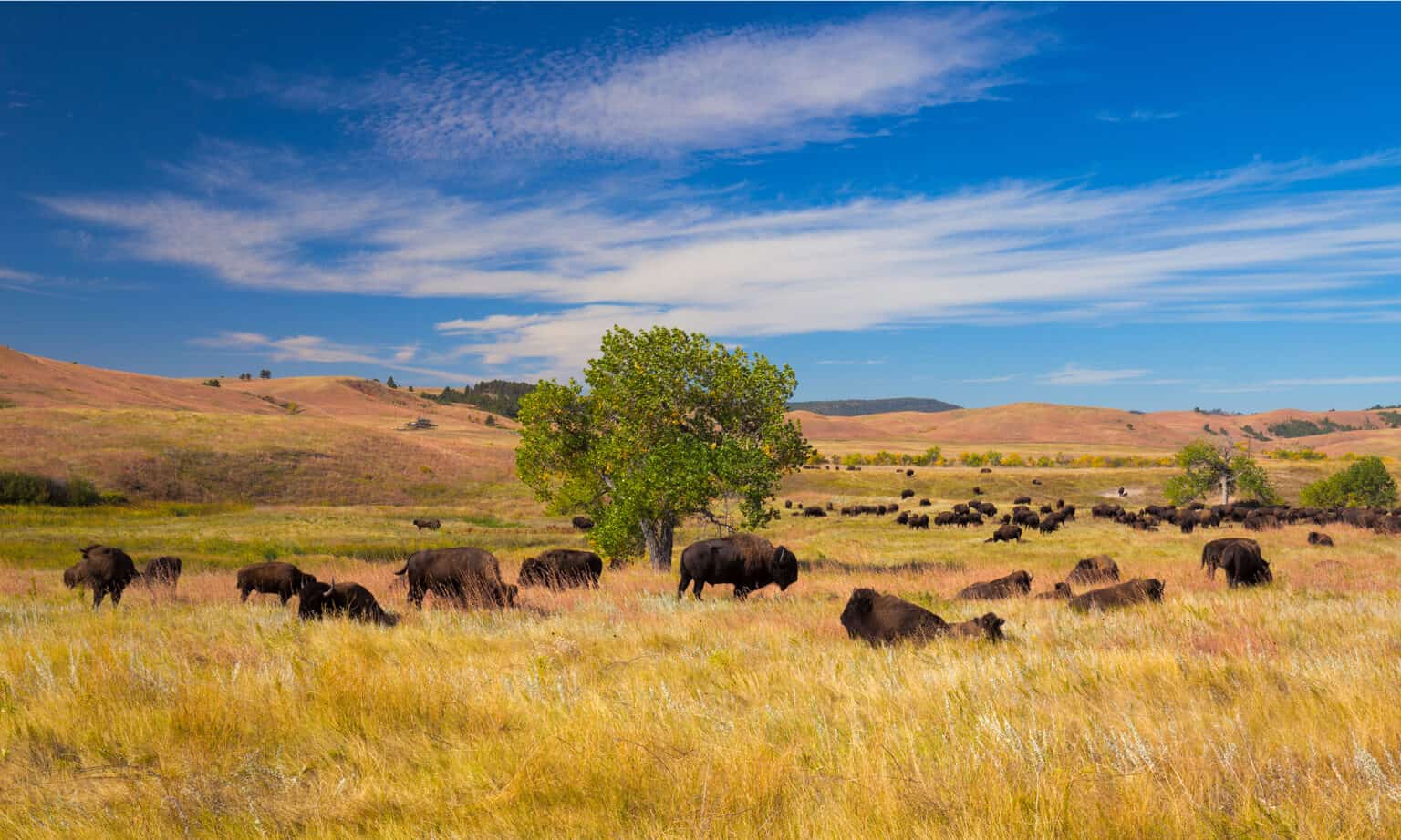 Bison Bones to Barbed Wire: What Really Replaced the Great Herds? - A-Z ...