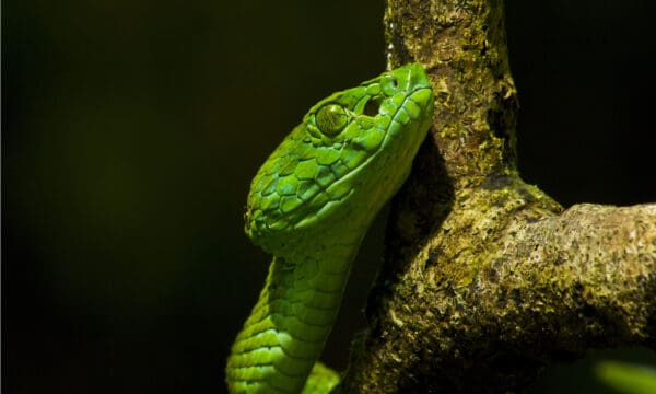 The Planet’s Most Elusive Serpents: 8 Rarest Snakes - A-Z Animals