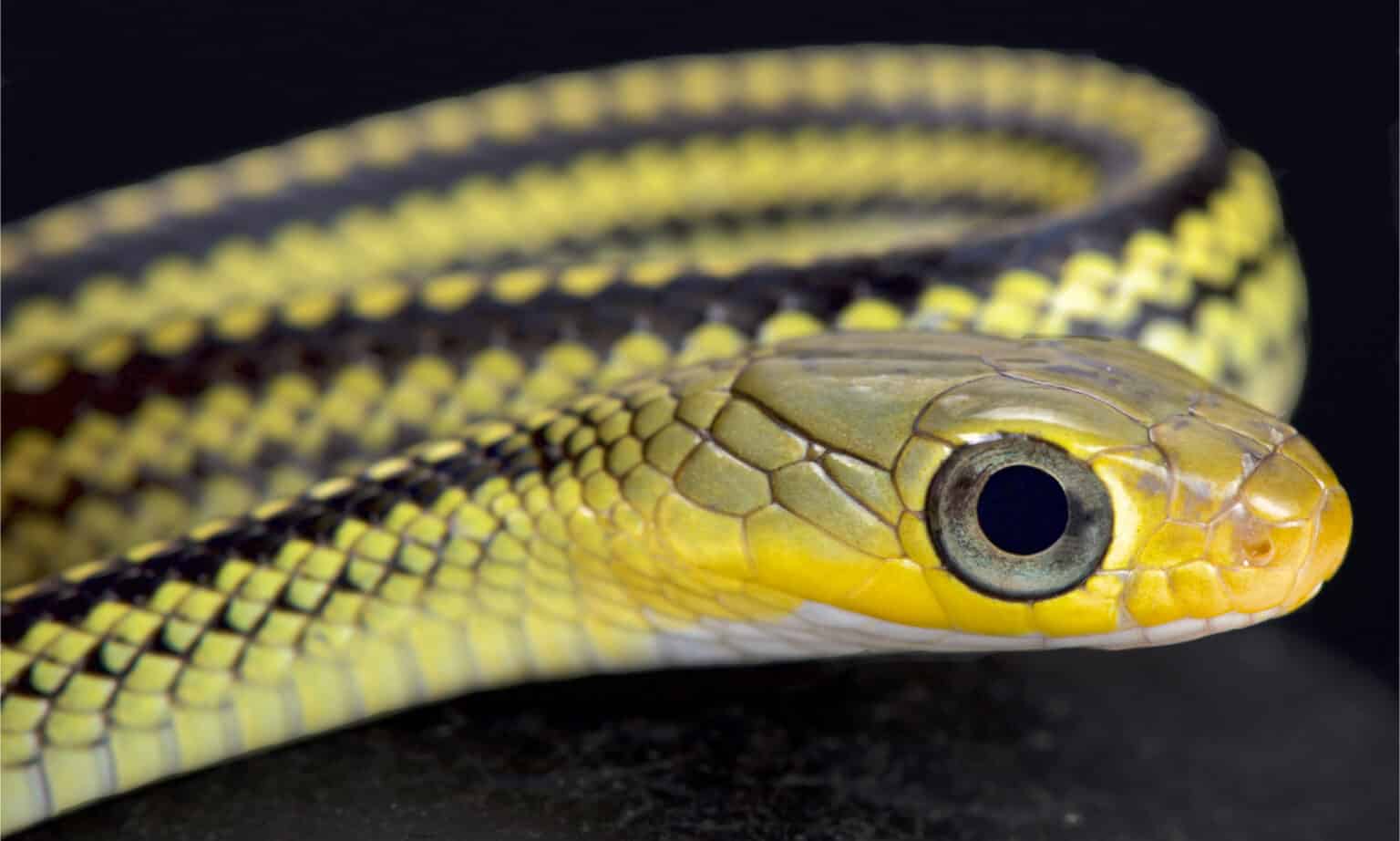 These Unique Snakes Have Truly Hypnotic Eyes - A-Z Animals Slideshows