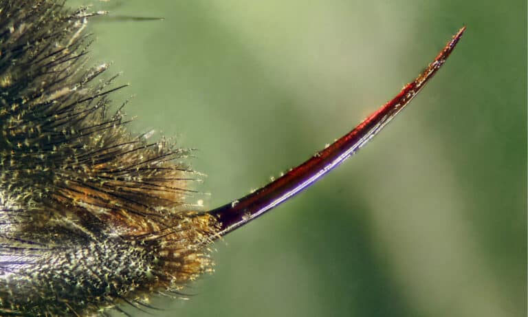 Discover the Official Missouri State Insect - A-Z Animals