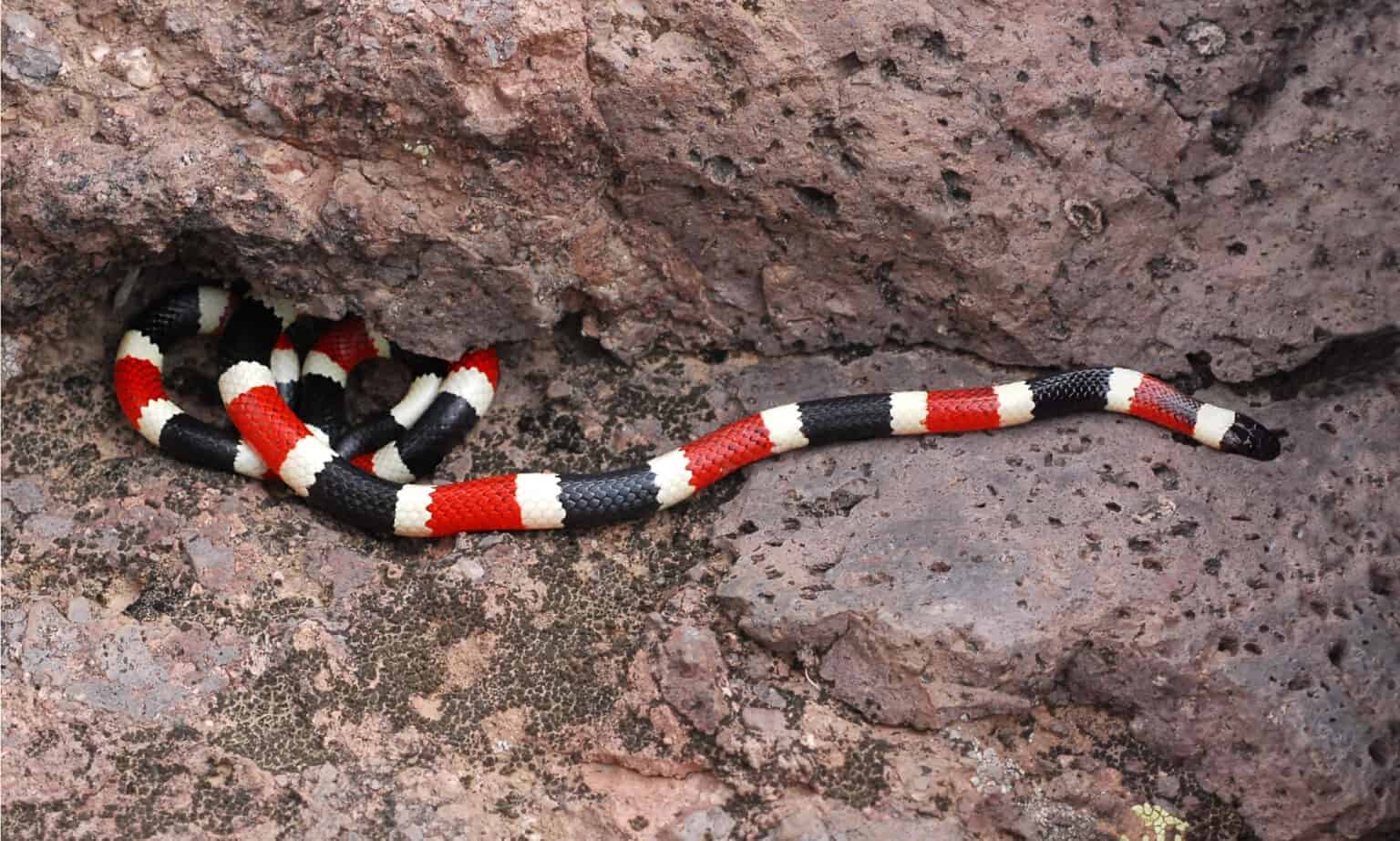 Discover 20 Incredible Red Snakes (7 Are Venomous!) - A-Z Animals