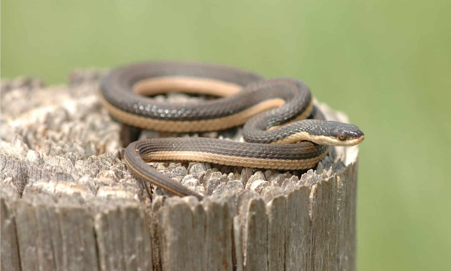 8 Yellow Snakes In Florida - A-Z Animals