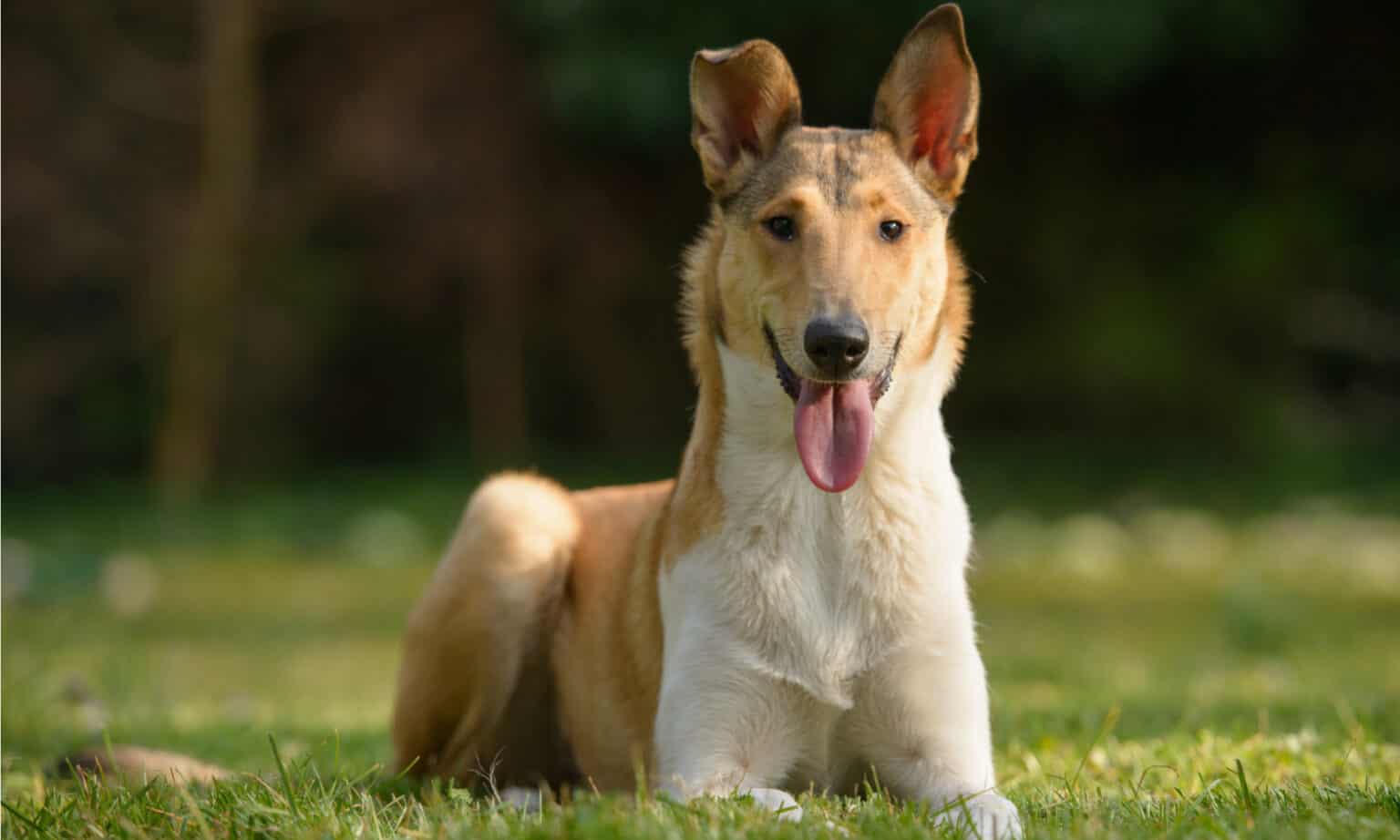 9 Beautiful Types of Collie Dog Breeds - A-Z Animals