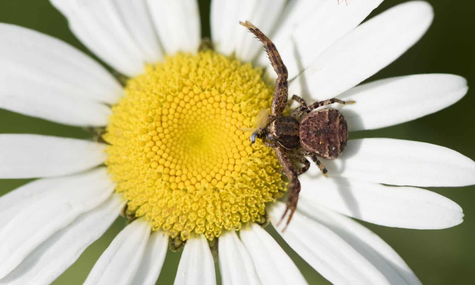 10 Spiders in Kansas - A-Z Animals