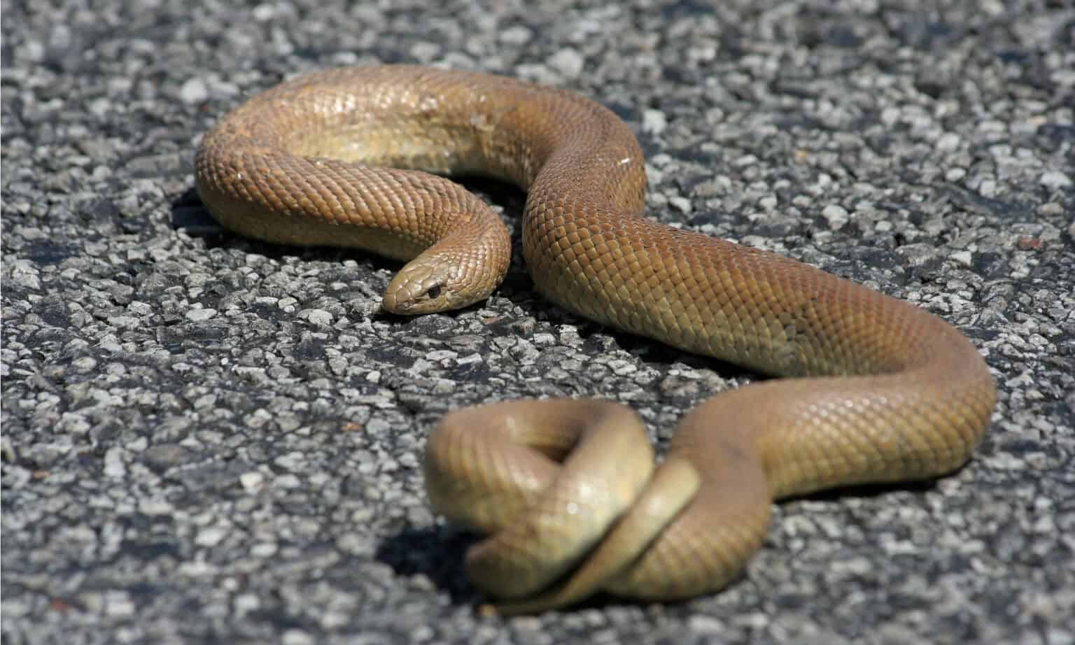 Stiletto Snake vs Mole Snake: What are the Differences? - A-Z Animals