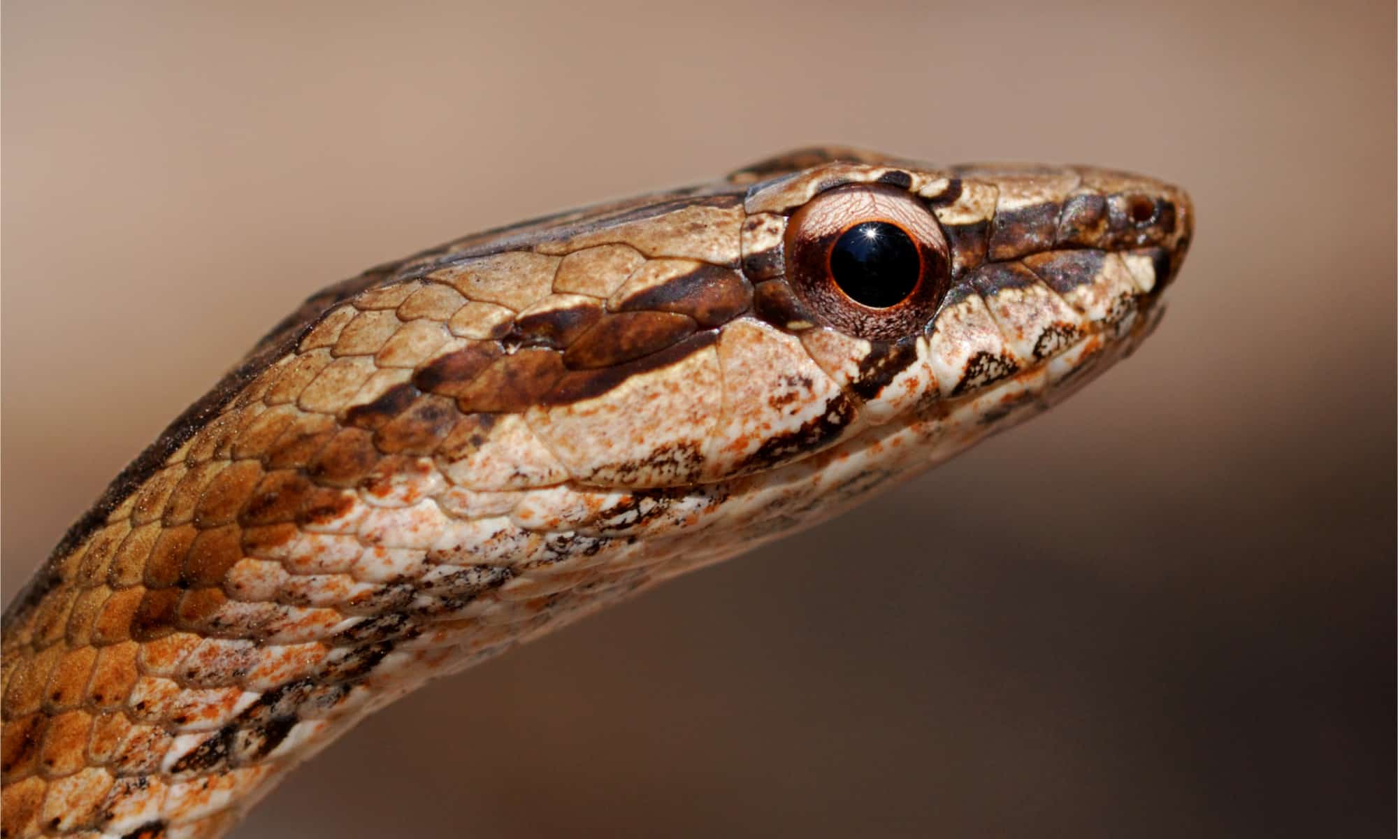 10 Snakes with the Biggest Eyes in the World - IMP WORLD