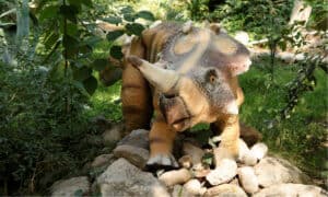 9 Incredible Dinosaurs That Start with M - A-Z Animals