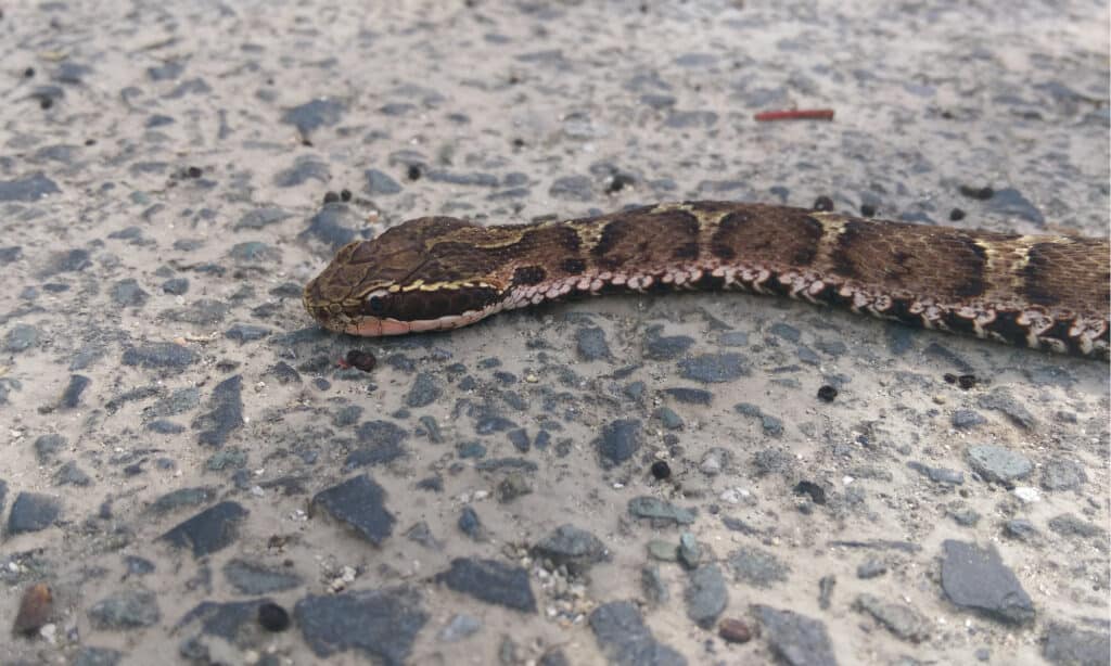 Mamushi Snake Animal Facts | Gloydius blomhoffii - AZ Animals