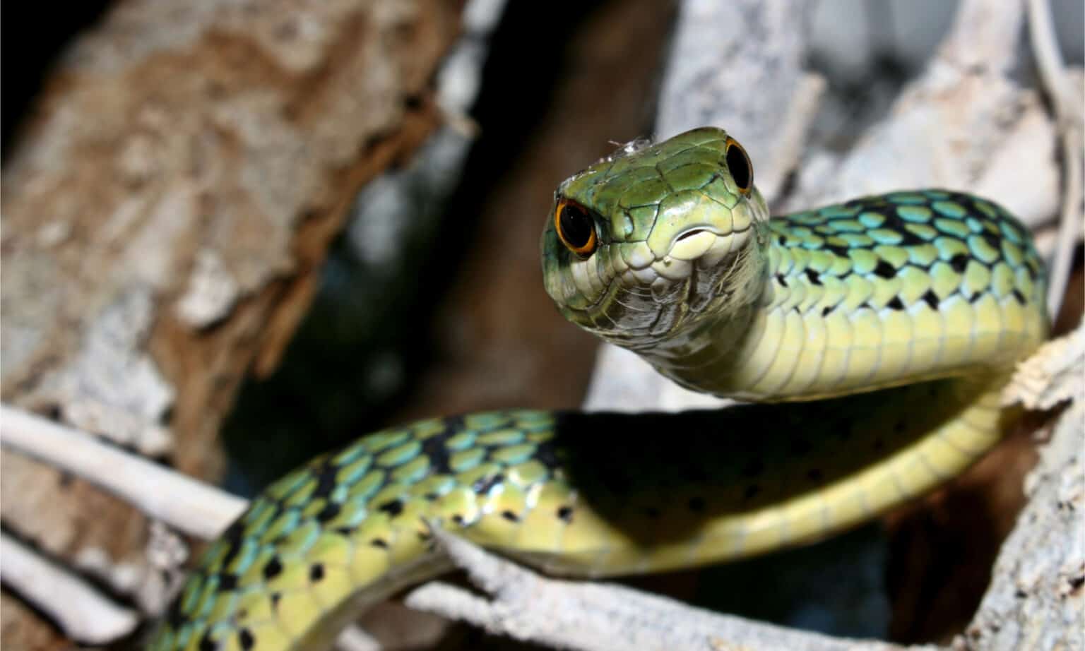 Discover 18 Snakes With Dots - A-Z Animals