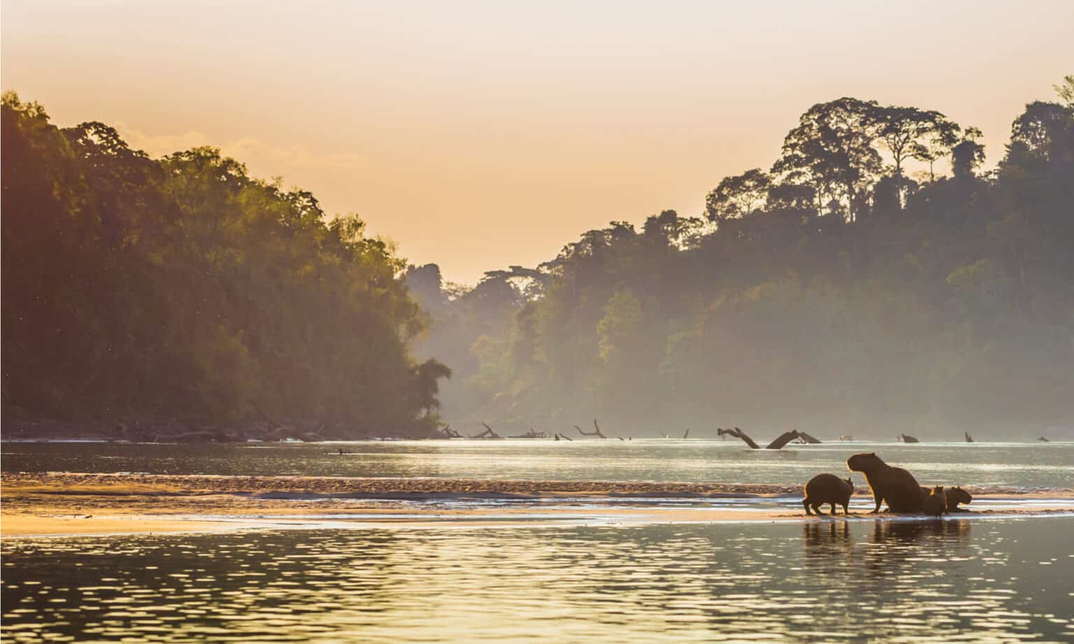 How Deep is the Amazon River? - A-Z Animals