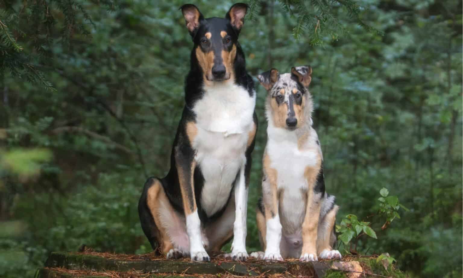 Rough Collie vs Smooth Collie: What’s the Difference? - A-Z Animals