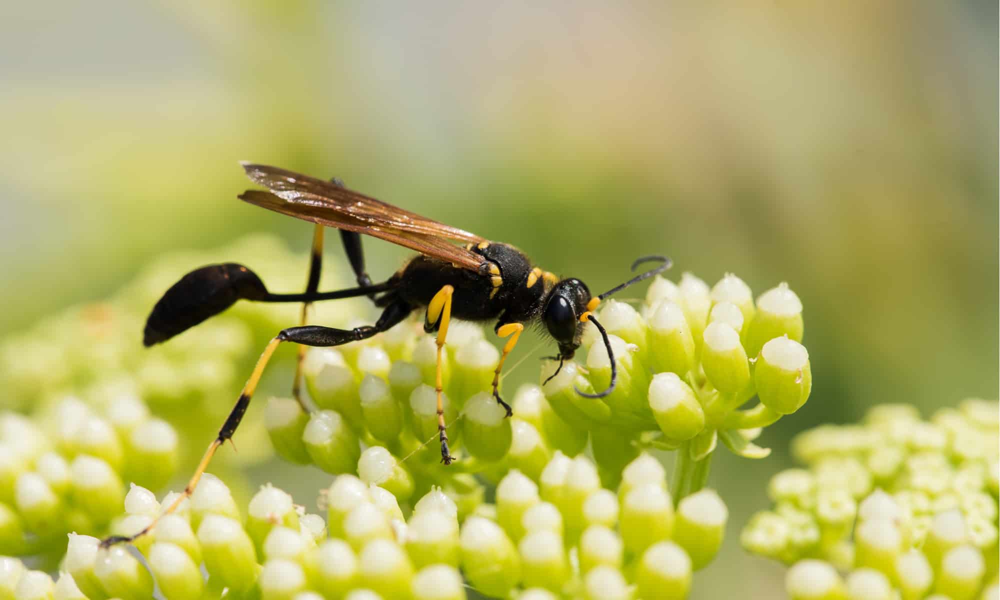 Mud Dauber vs Termite: Key Differences Explained - A-Z Animals
