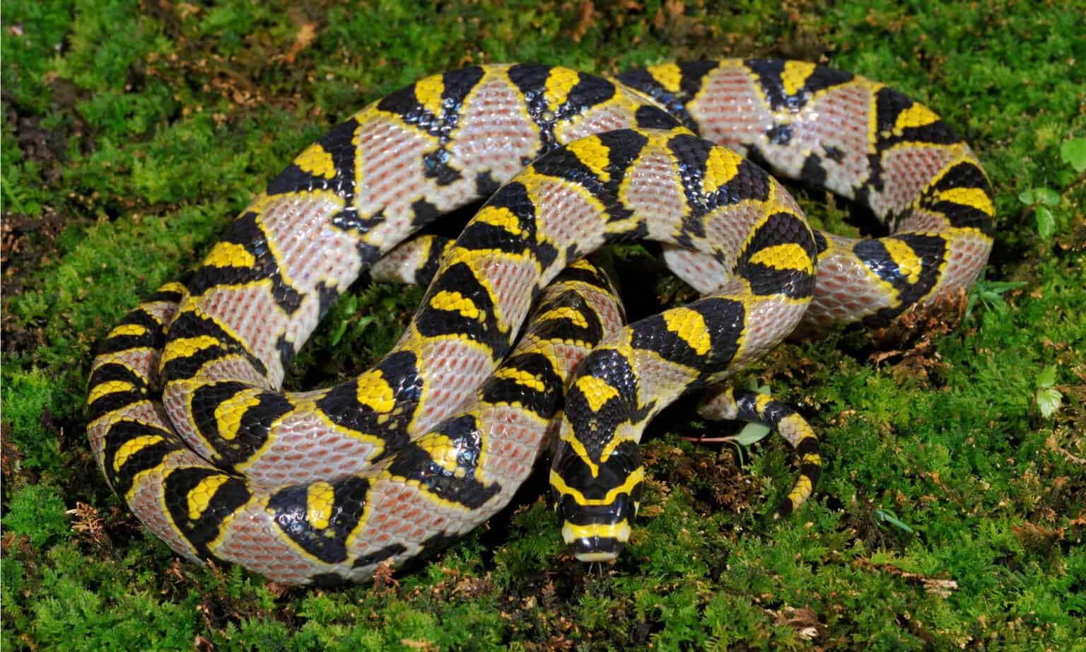 10 Most Beautiful Snakes In The World - A-Z Animals