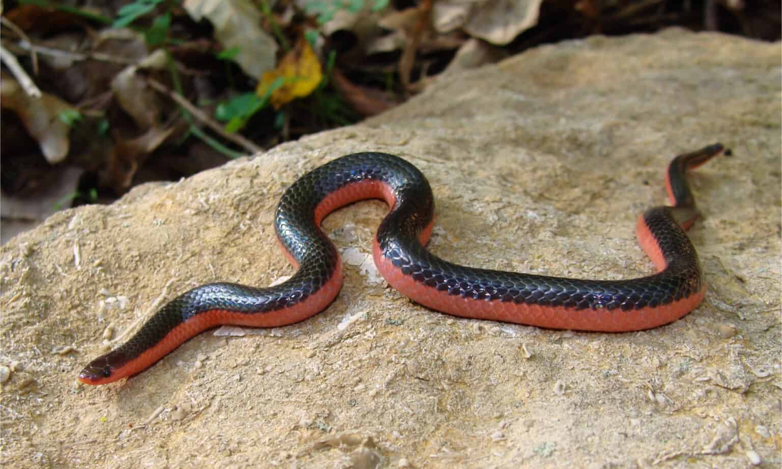 Discover 16 Snakes in Nebraska - A-Z Animals