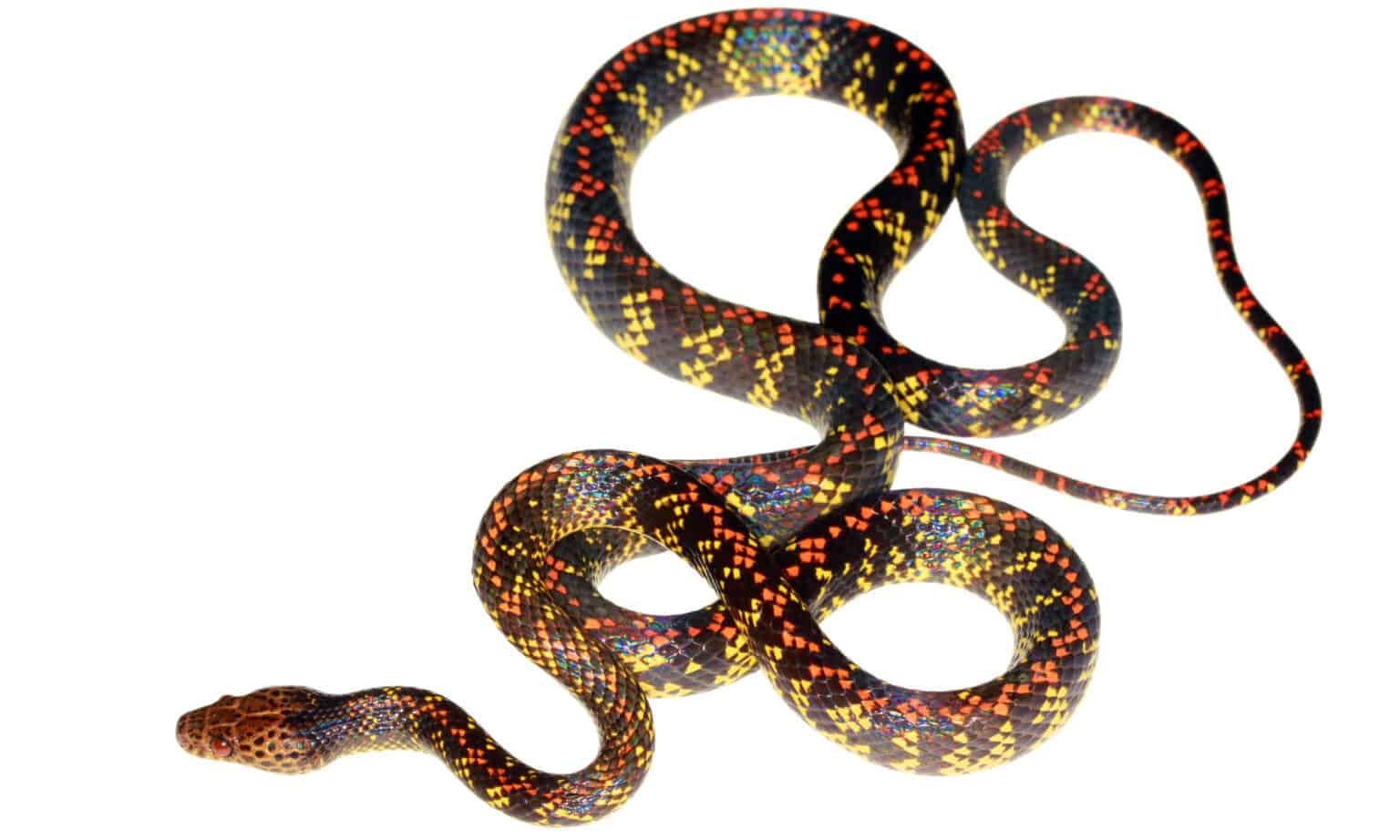 Discover The 10 Most Colorful Snakes in the World - A-Z Animals