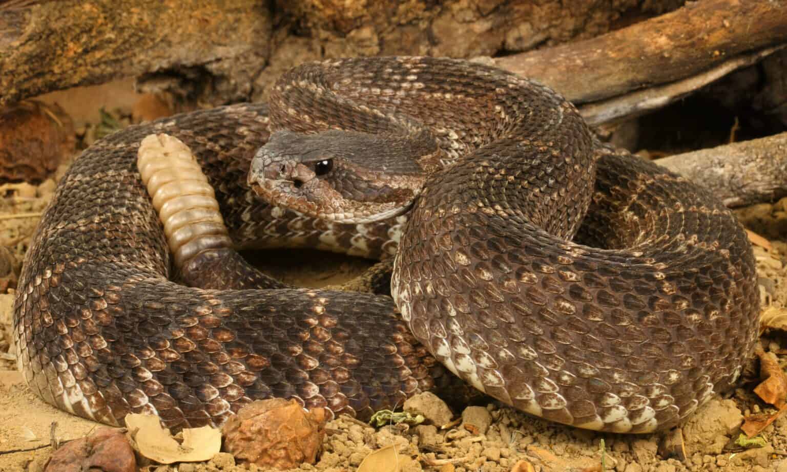 A Complete List of Venomous Snakes in the United States (30+ Species ...