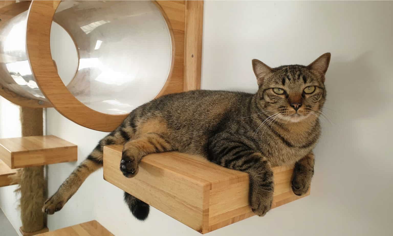 176 Memorable Tabby Cat Names to Browse Before You Choose - A-Z Animals