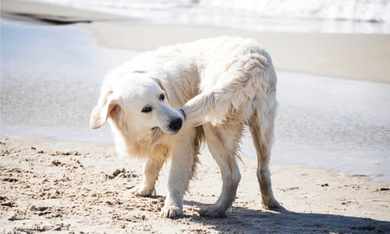 Everything you Need to Know About Sepsis in Dogs - A-Z Animals