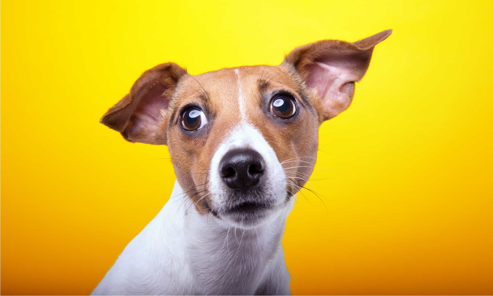 What Purpose Does A Dogs Whiskers Have
