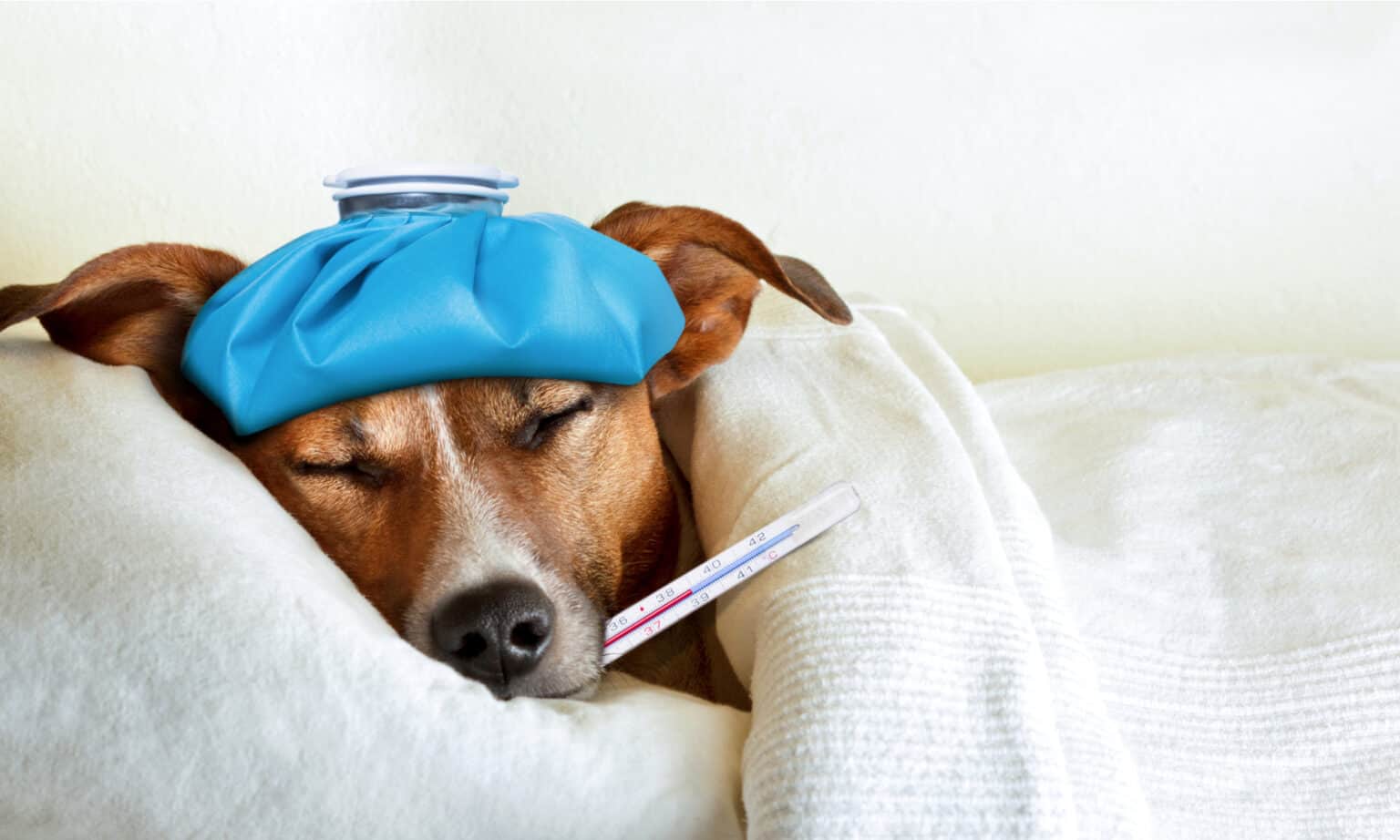 Dog Vomiting: Causes, Concerns, and Solutions - A-Z Animals