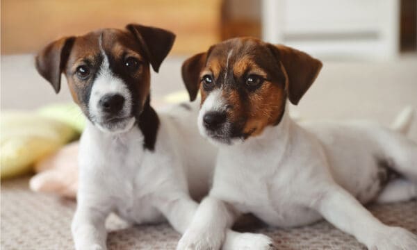 Jack Russell Progression: Growth Chart, Milestones, and Training Tips ...