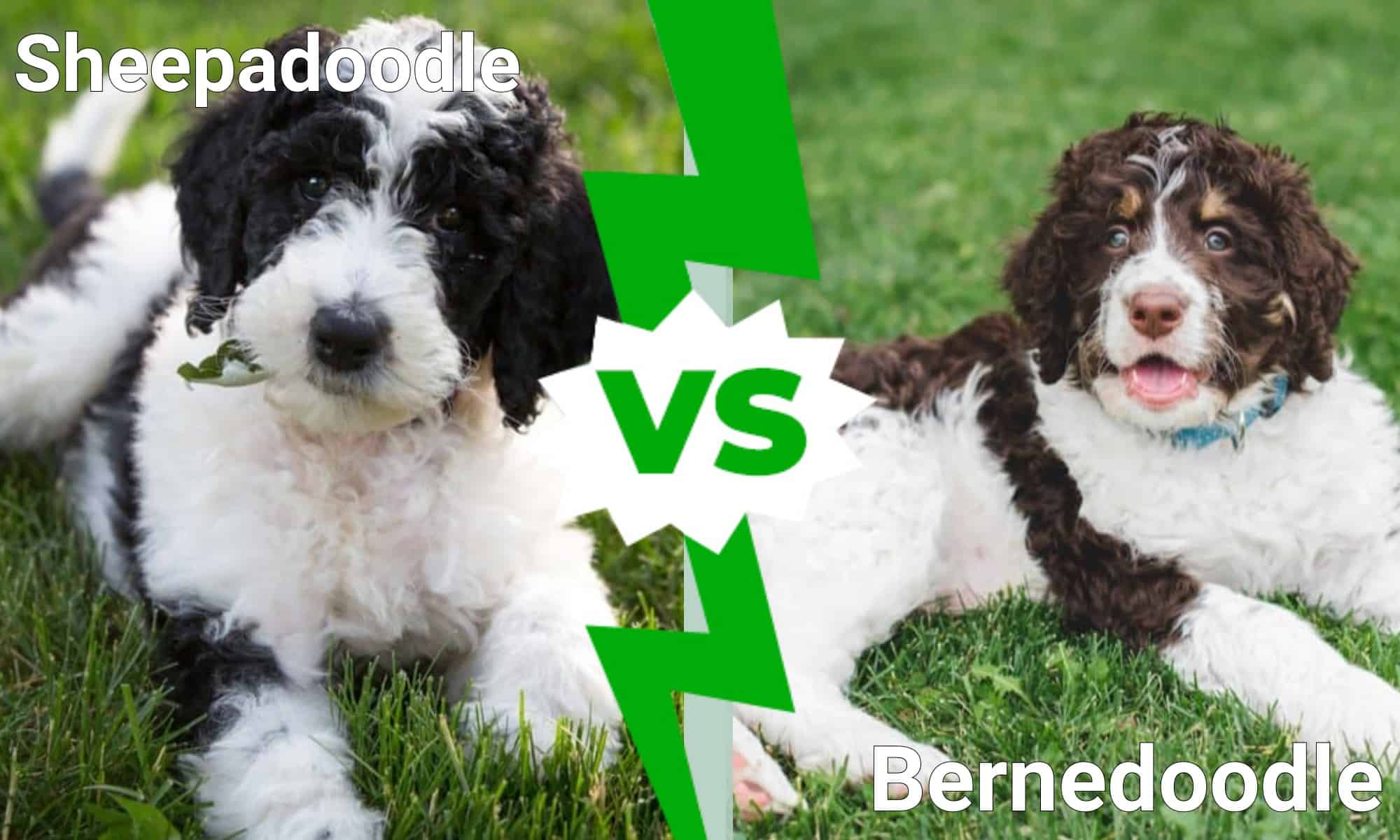 Sheepadoodle vs Bernedoodle: 5 Key Differences - A-Z Animals