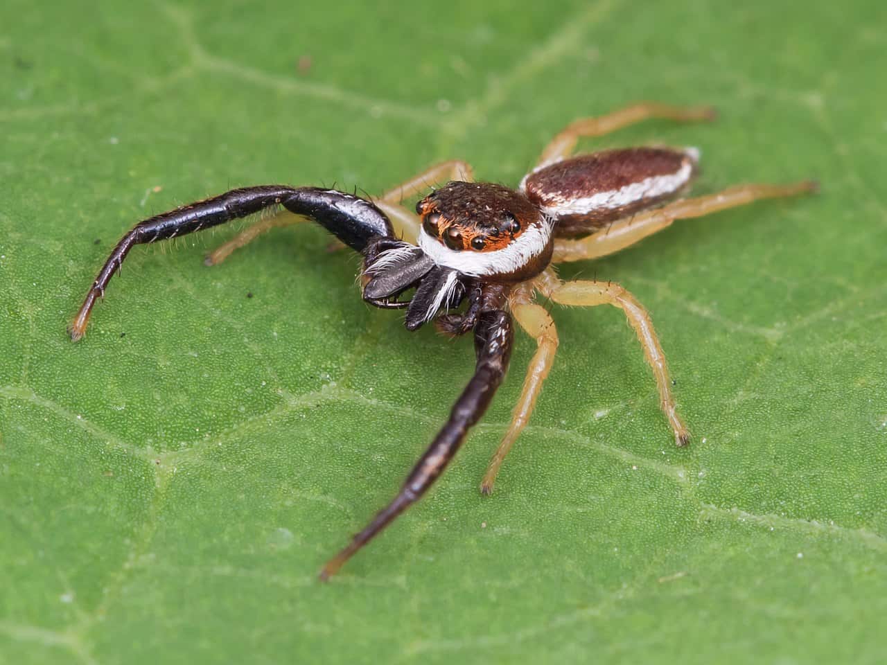 10 Spiders in North Carolina - A-Z Animals