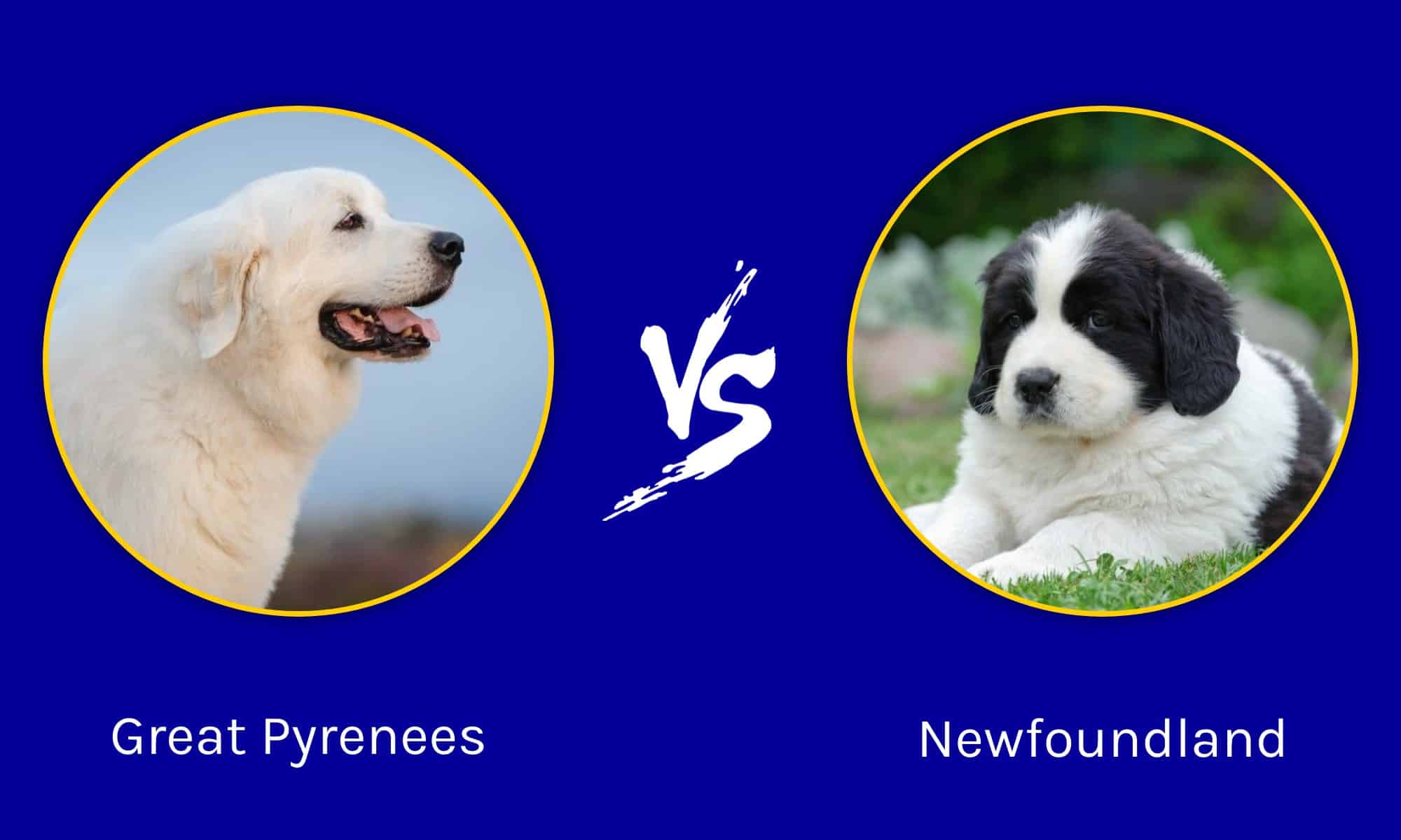 Great Pyrenees vs Newfoundland: Key Differences Explained - A-Z Animals