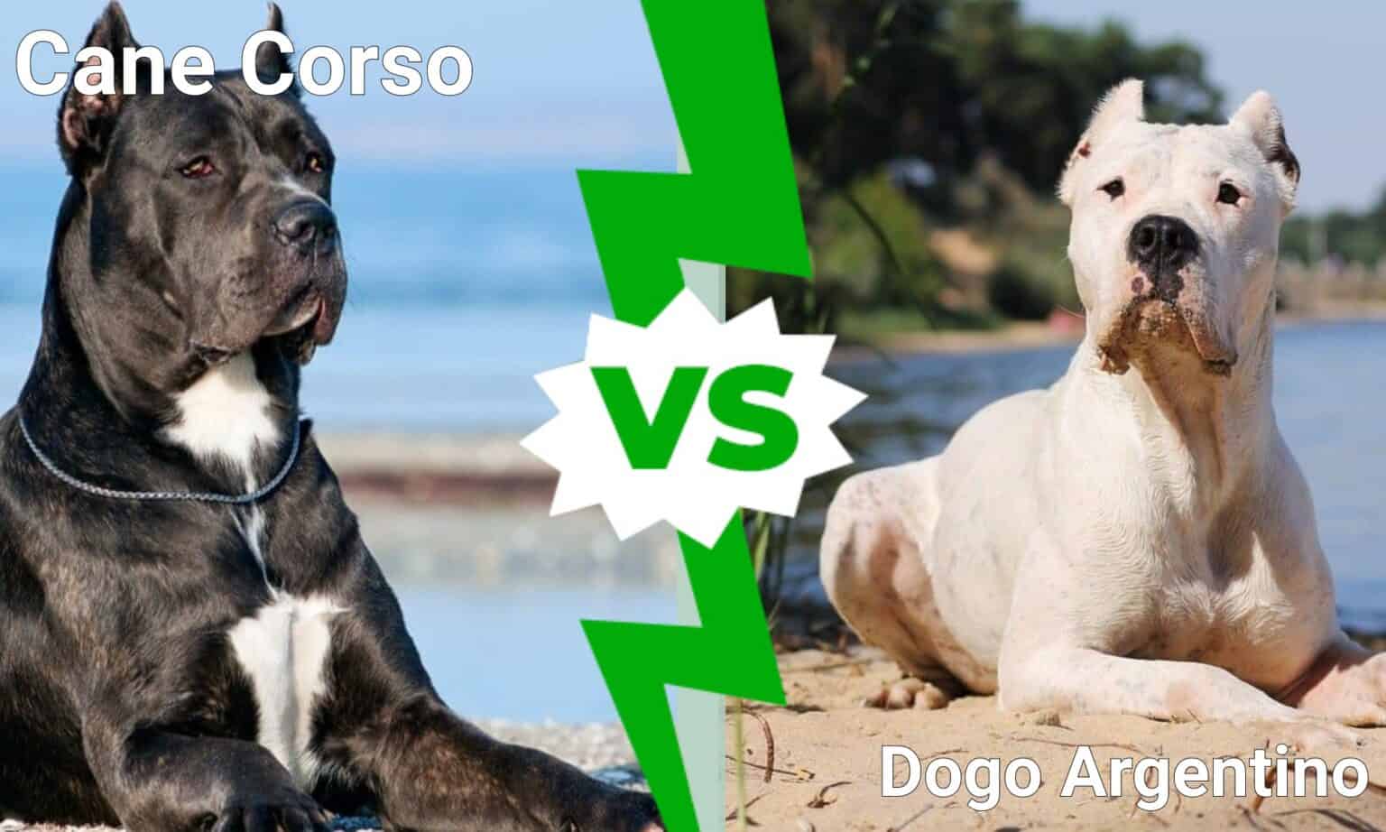 The Cane Corso VS The Dogo Argentino - A-Z Animals