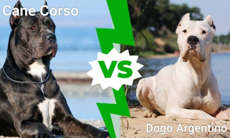 The Cane Corso VS The Dogo Argentino - A-Z Animals