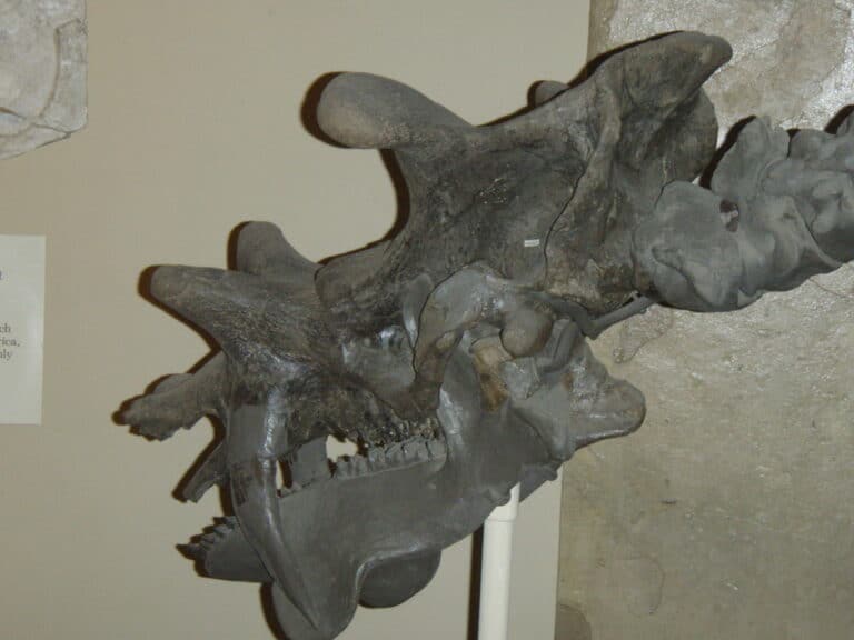 Discover the “Rhinosaur” That Weighed 2 Tons and Had Gigantic Fangs - A ...