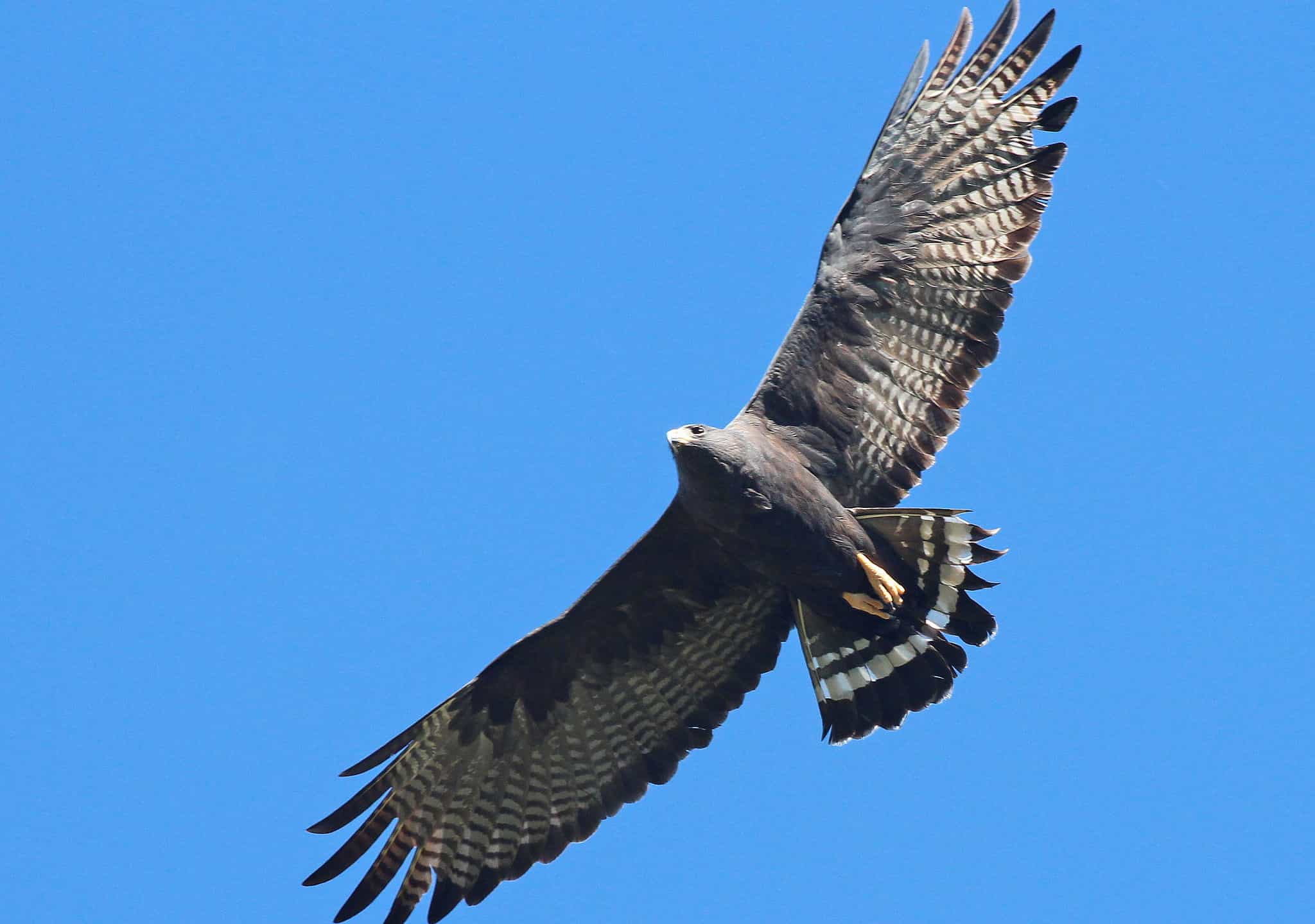 Discover 24 Amazing Birds That Start With Z - A-Z Animals