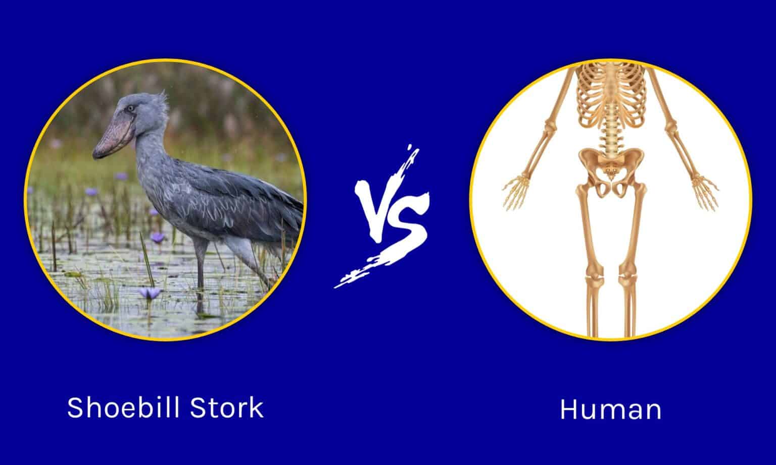 Shoebill Stork vs Human: Who’s Bigger? - A-Z Animals