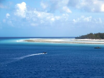 How an Extinct Bird Re-Evolved Itself from the Dead - A-Z Animals