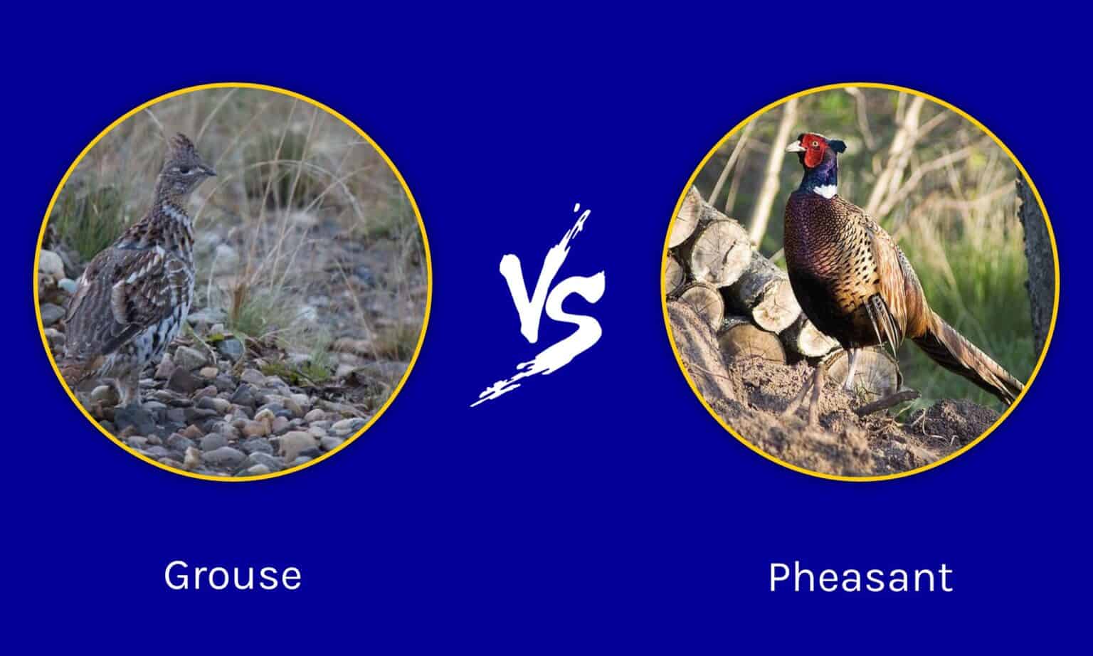 Grouse vs Pheasant: The Key Differences - A-Z Animals