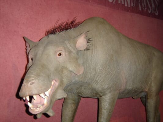 Discover The Gigantic Pig That Used To Eat Camels (And Stack Them For ...