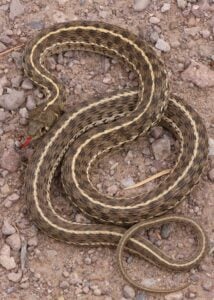 Checkered Garter Snake Animal Facts - Thamnophis marcianus - A-Z Animals