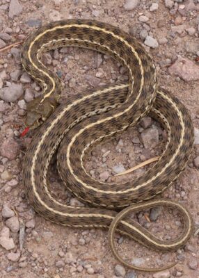 Checkered Garter Snake Animal Facts - Thamnophis marcianus - A-Z Animals