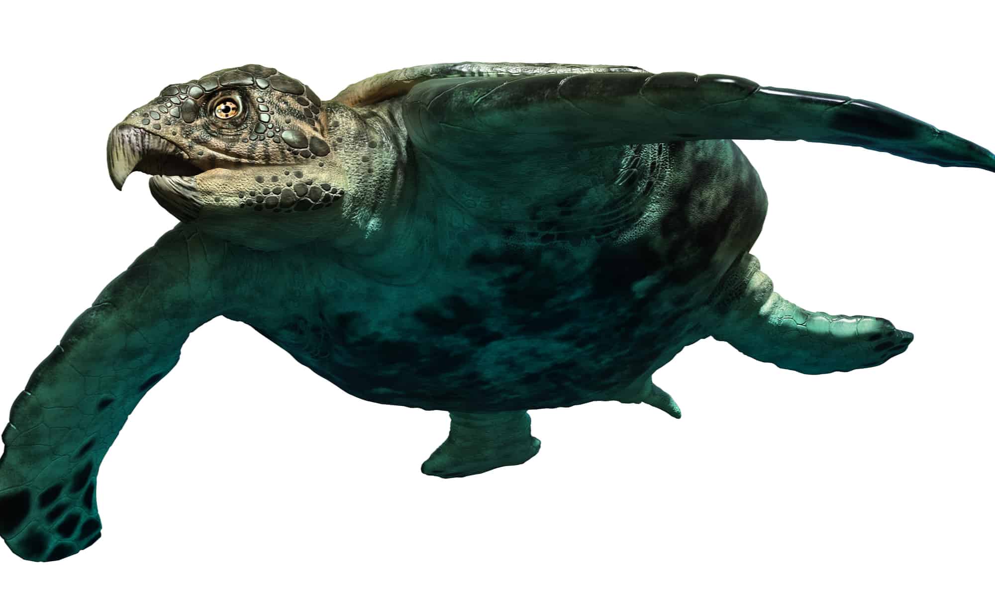 Meet the Huge Ancient Turtles That Used To Roam Earth - A-Z Animals