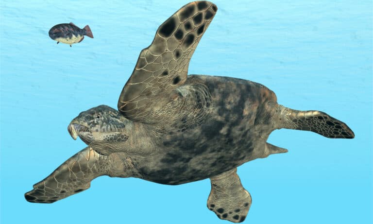Discover 4 Cool Extinct Turtle Species! - A-Z Animals